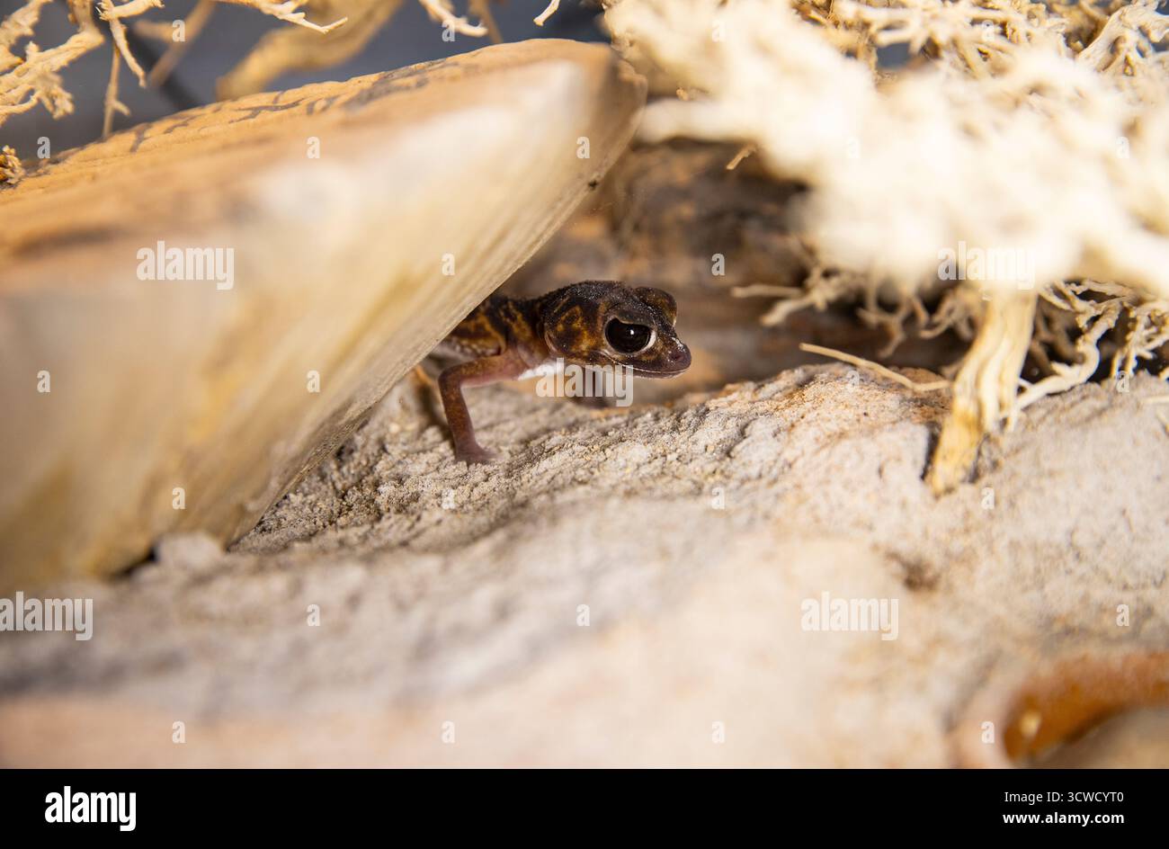 Wildlife Habitat, Gecko Emerges from Desert Burrow. Funny lizard Stock ...