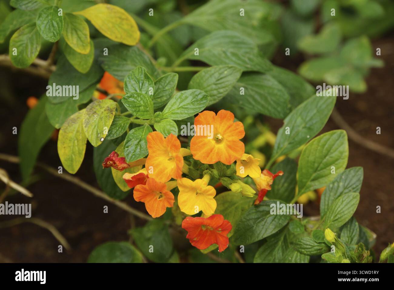 Marmalade bush, Canary Island flower (Streptosolen jamesonii), Funchal ...