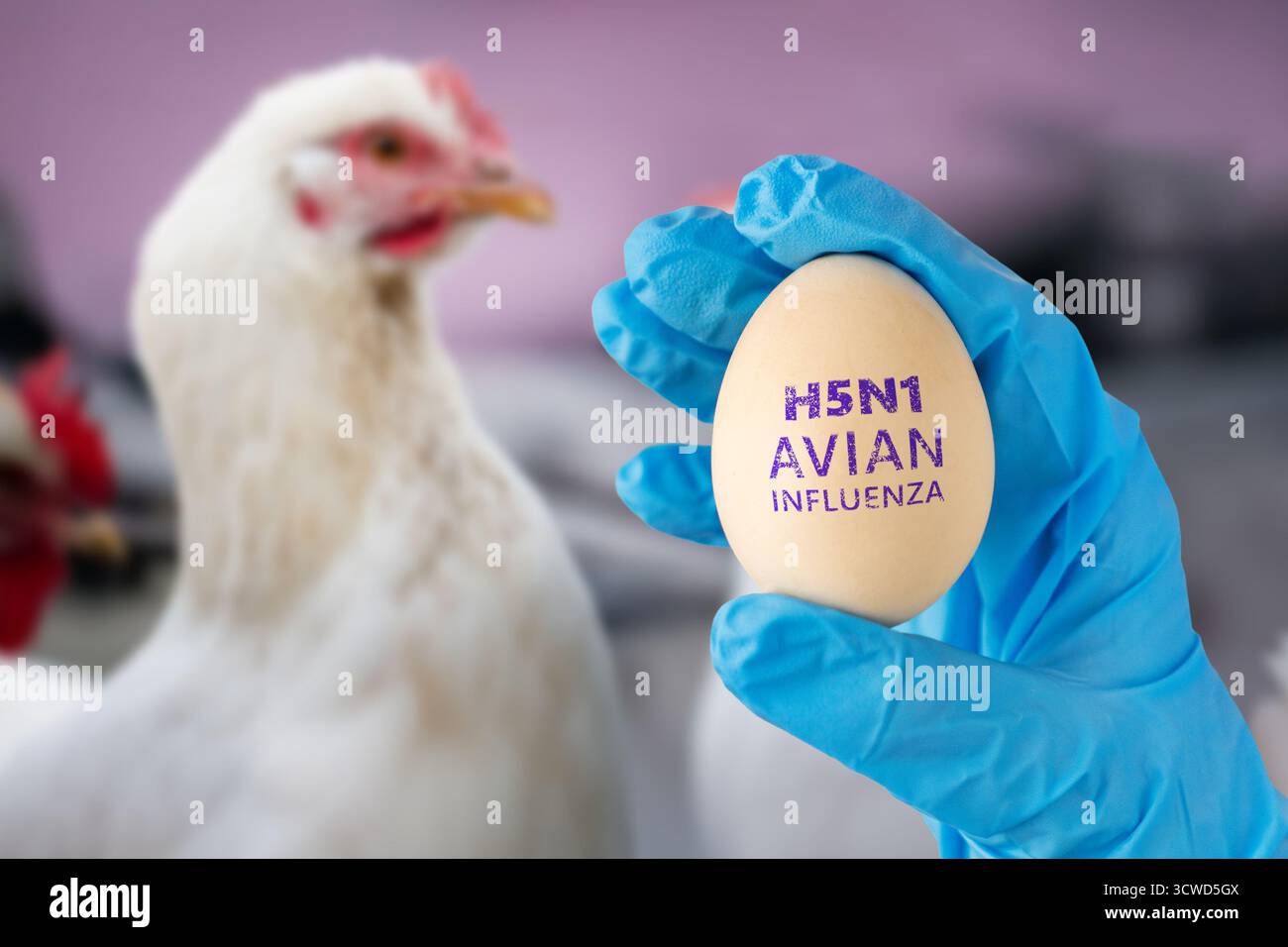 H5n1 poultry hi-res stock photography and images - Alamy