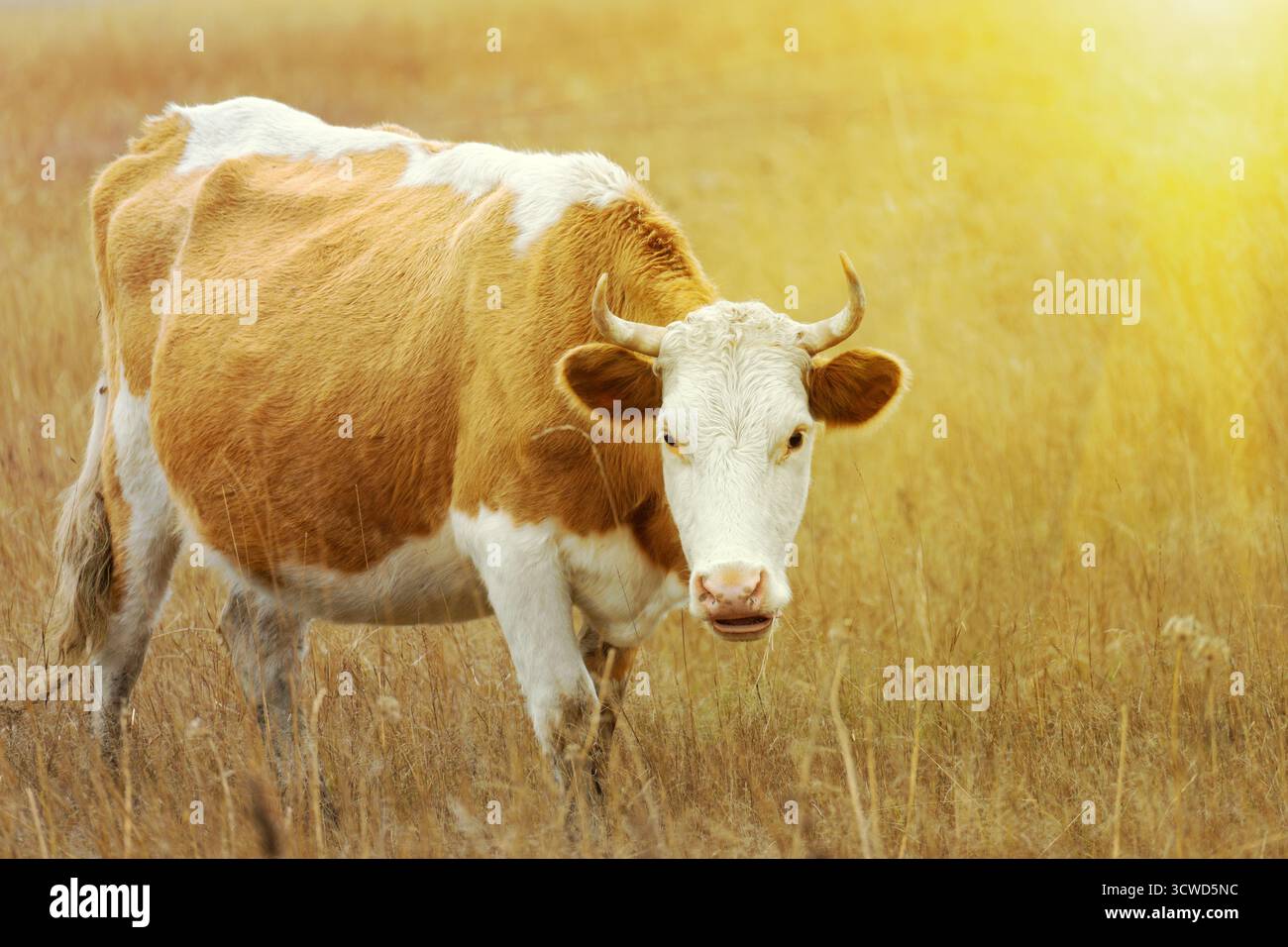 Cattle Breeding Concept A Cow Is Grazing In An Autumn Field A Cow