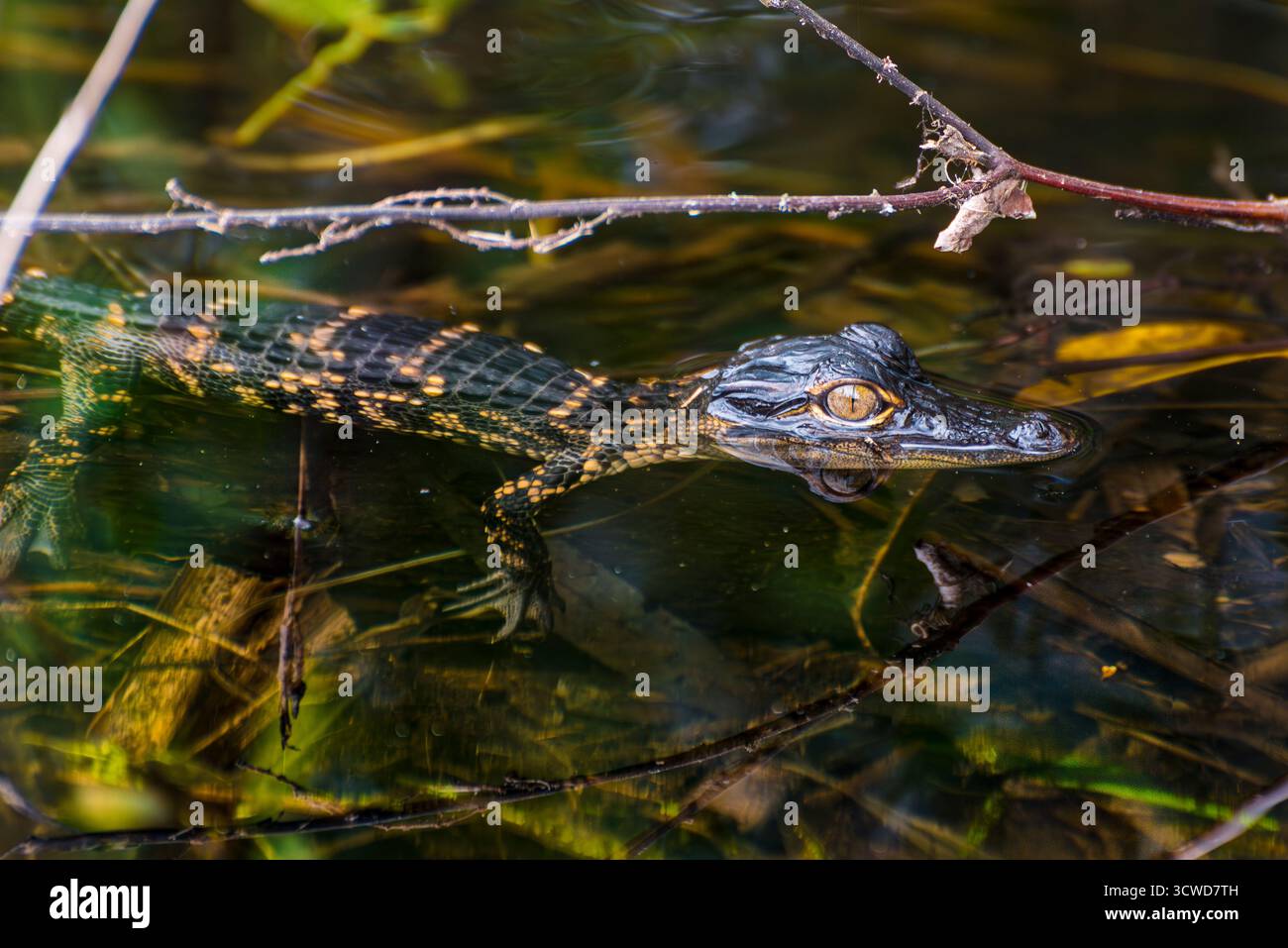 Baby Crocodile Floating in Murky Water Beneath Branches, Close-Up Eye ...