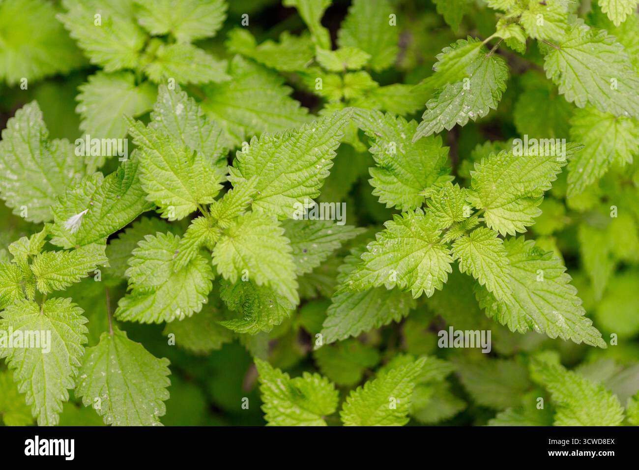 Overhead shot displays vibrant hi-res stock photography and images - Alamy