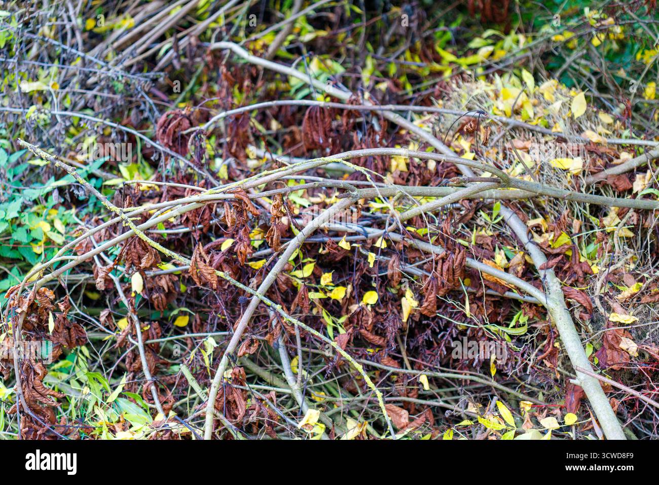 Tangled mass of overgrown vegetation hi-res stock photography and ...