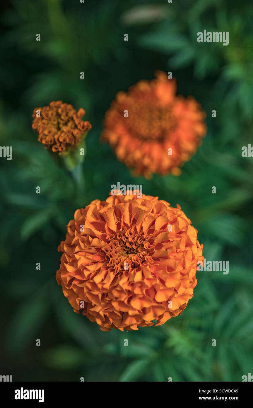 Field marigold flowers blooming hi-res stock photography and images - Alamy