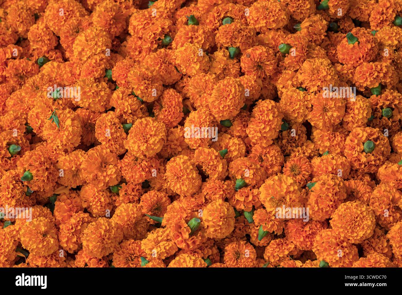 Marigold scent hi-res stock photography and images - Alamy