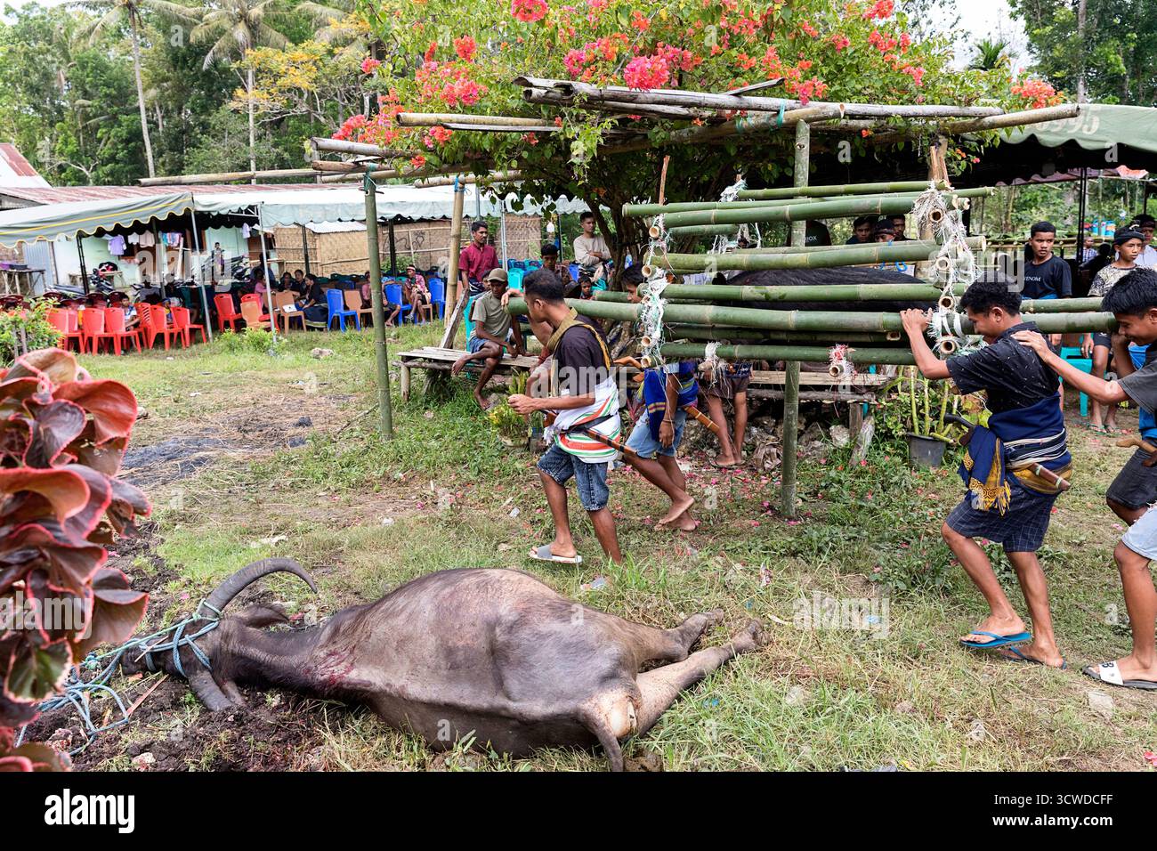 People bringing water domestic pig in a cage as a gift to a traditional ...
