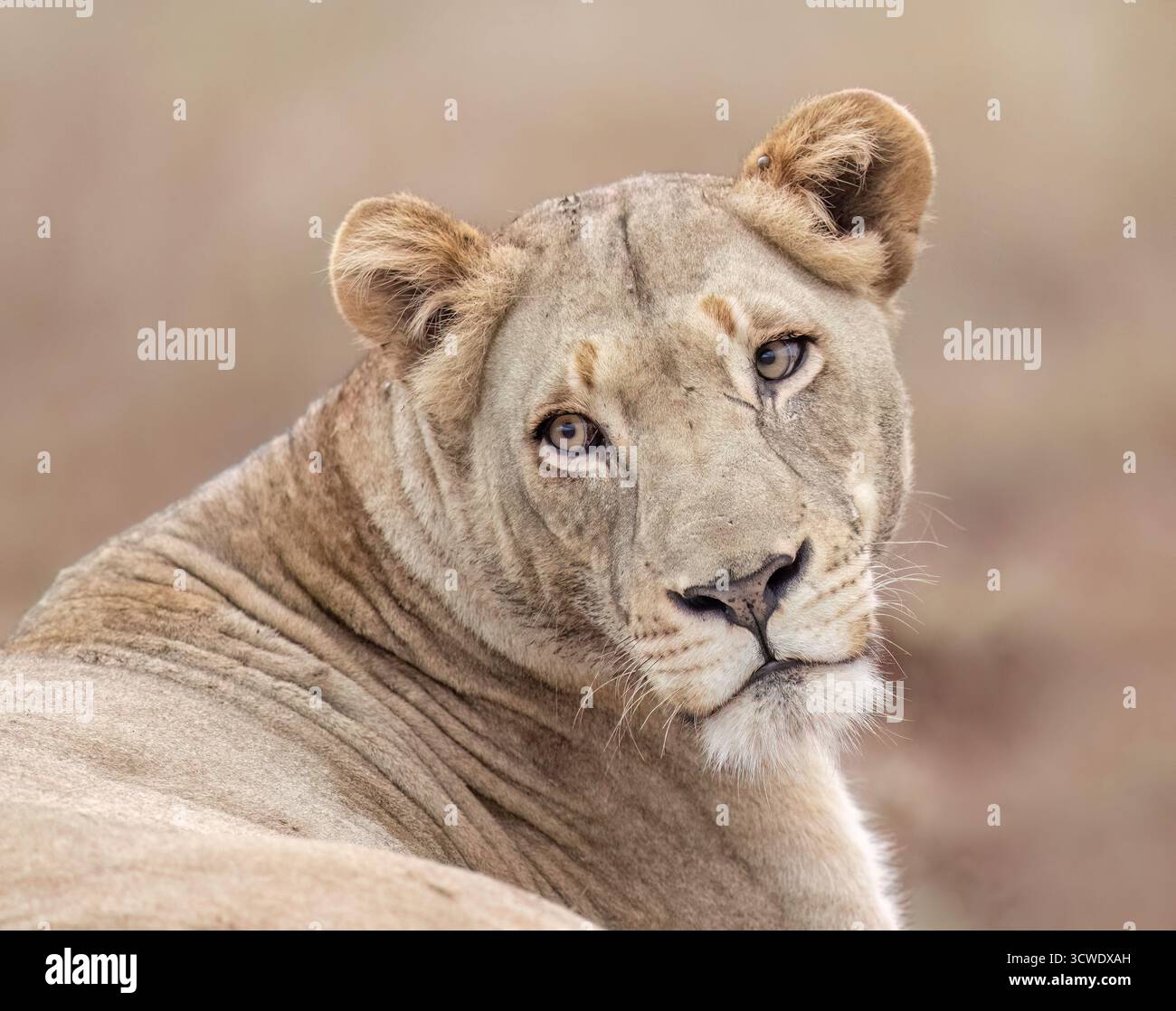 African lions live in scattered populations across sub-Saharan Africa ...