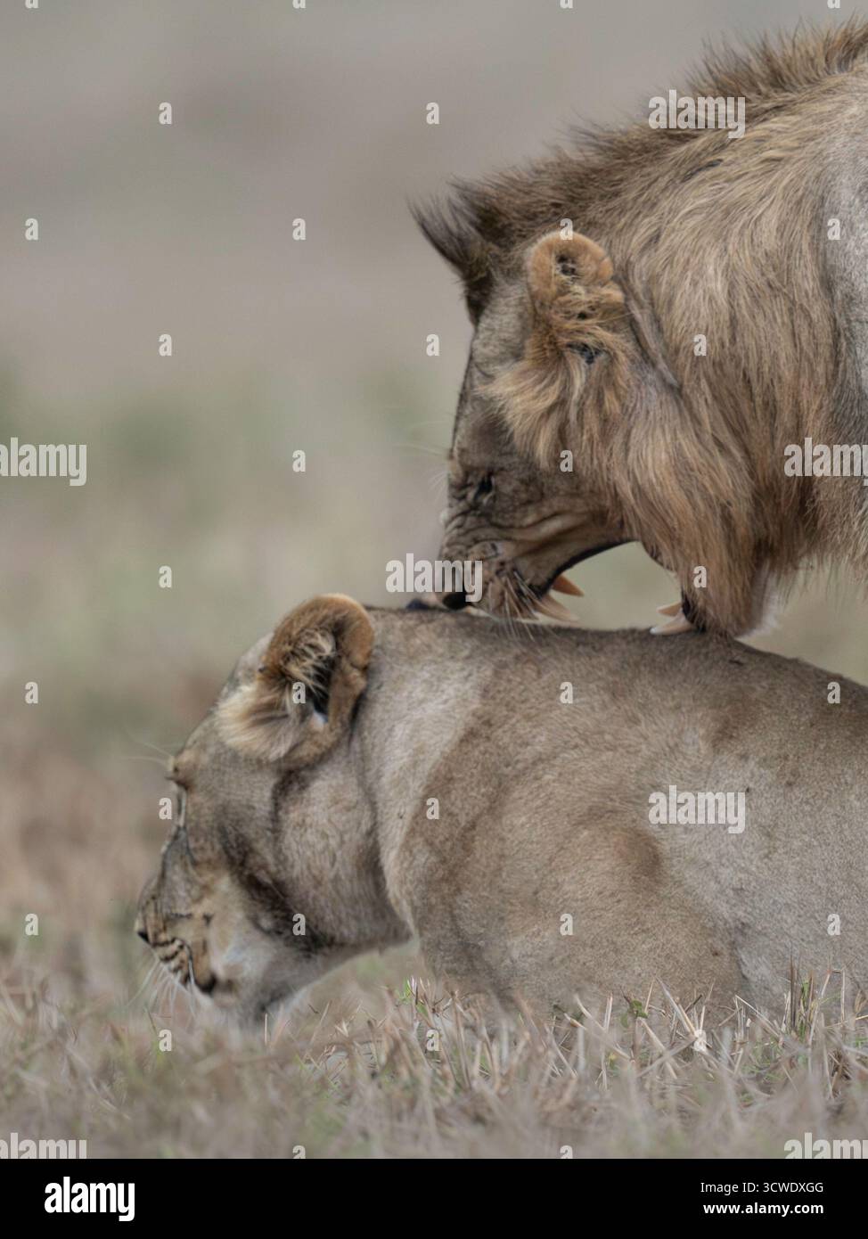 Ritual behaviors hi-res stock photography and images - Alamy