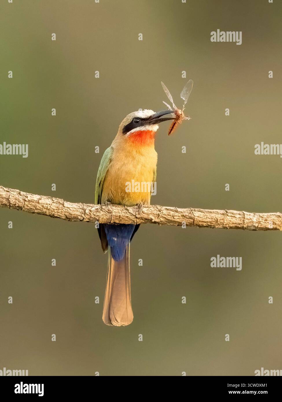 Sub equatorial africa hi-res stock photography and images - Alamy