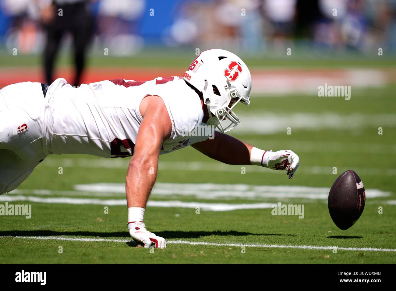 Stanford tight end Sam Roush recovers his own fumble after catching a ...