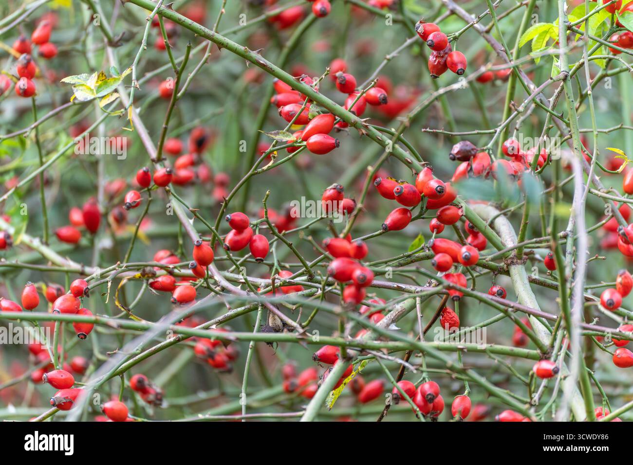 Dense rose hip branches hi-res stock photography and images - Alamy