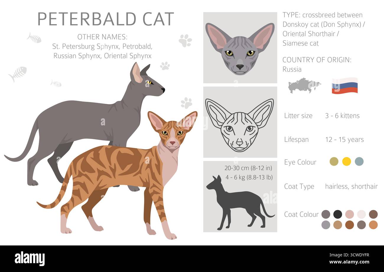 Peterbald cat, Russian Sphynx clipart. All coat colors set. All cat ...
