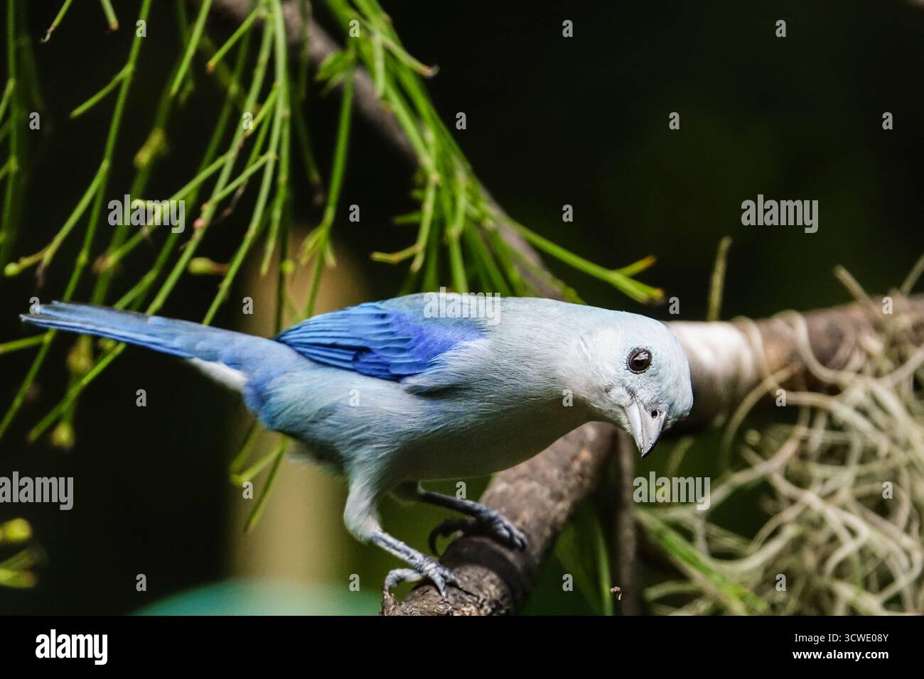 A blue-gray tanager, a common colorful songbird in the tanager family ...