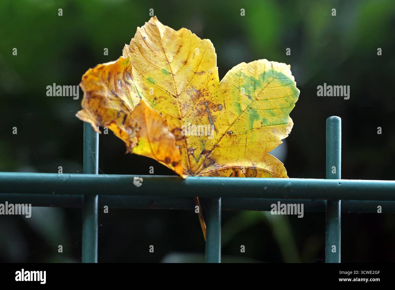 Laubfall im Herbst Das goldene Herbstblatt von einem Bergahorn hat sich in einem Zaun verfangen ...