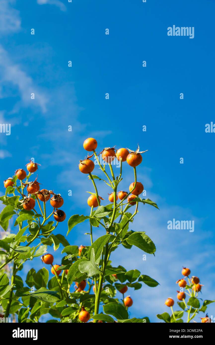 Clusters of ripe orange rose hips against a clear blue sky, illuminated ...