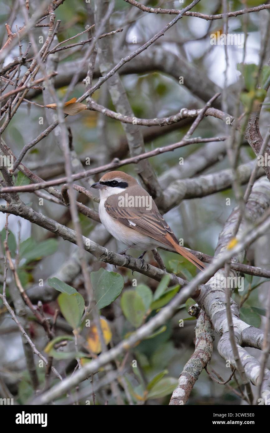 Red-tailed Shrike aka Turkestan Shrike (Lanius phoenicuroides) Dunwich ...