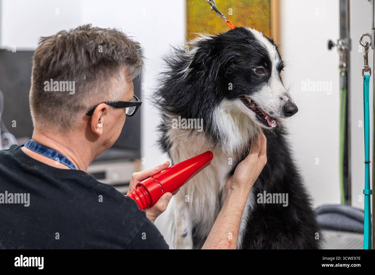 Man drying border collie hi-res stock photography and images - Alamy