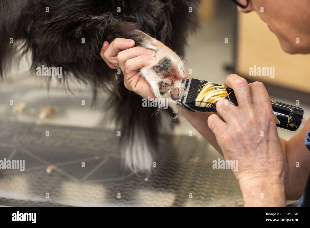 Dog paw maintenance hi-res stock photography and images - Alamy