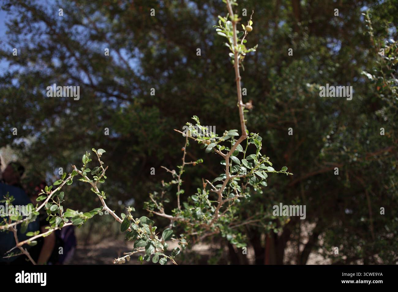 Branches of a Ziziphus Spina Christi, Christ Thorn Jujube or Thorn Tree ...