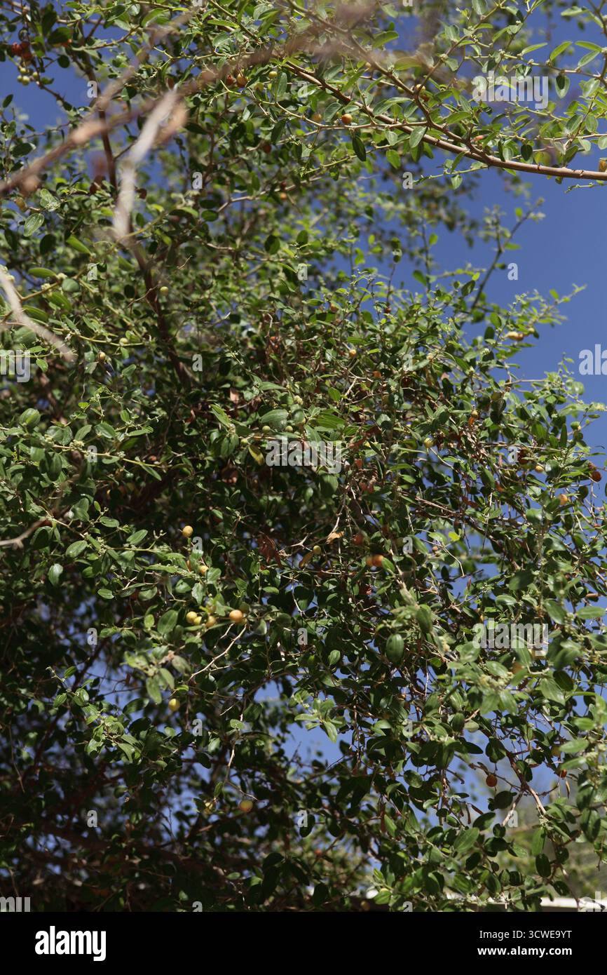 Branches of a Ziziphus Spina Christi, Christ Thorn Jujube or Thorn Tree ...