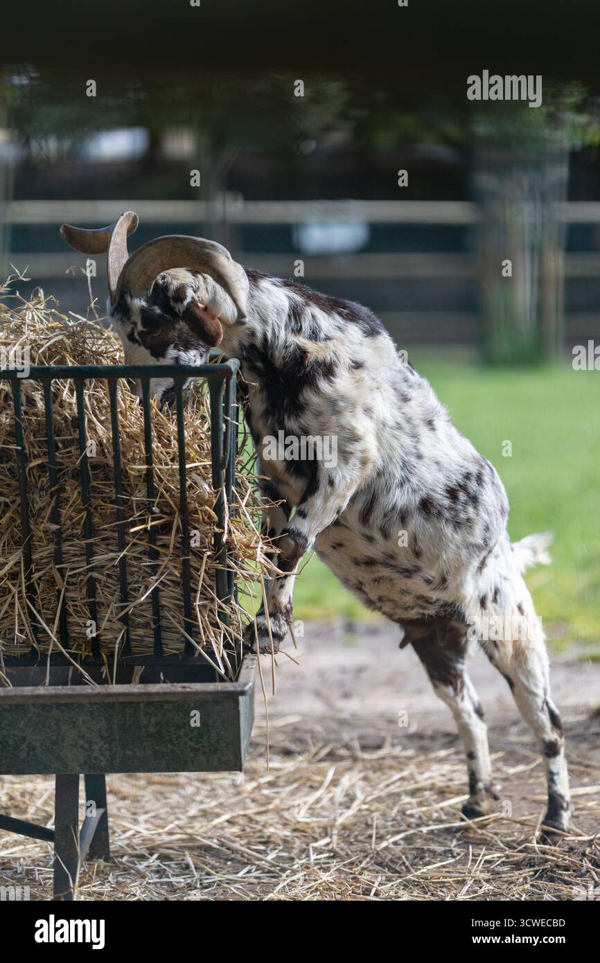 Goat stretching to eat hay from feeder Stock Photo - Alamy