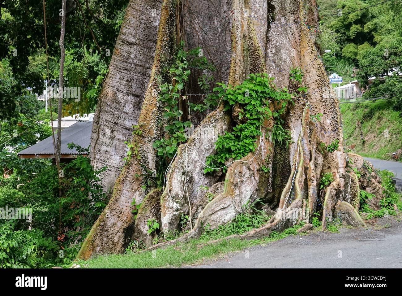 The remarkable silk cotton tree consuming a lane of Northside Road, at ...