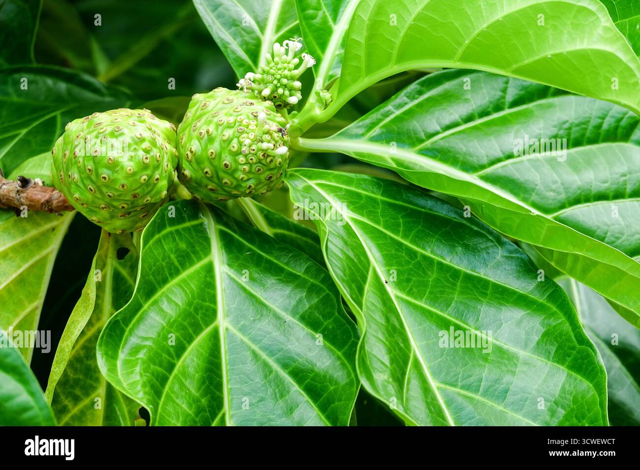 Noni Tree with fruit growing on Tobago Island, West Indies Stock Photo ...