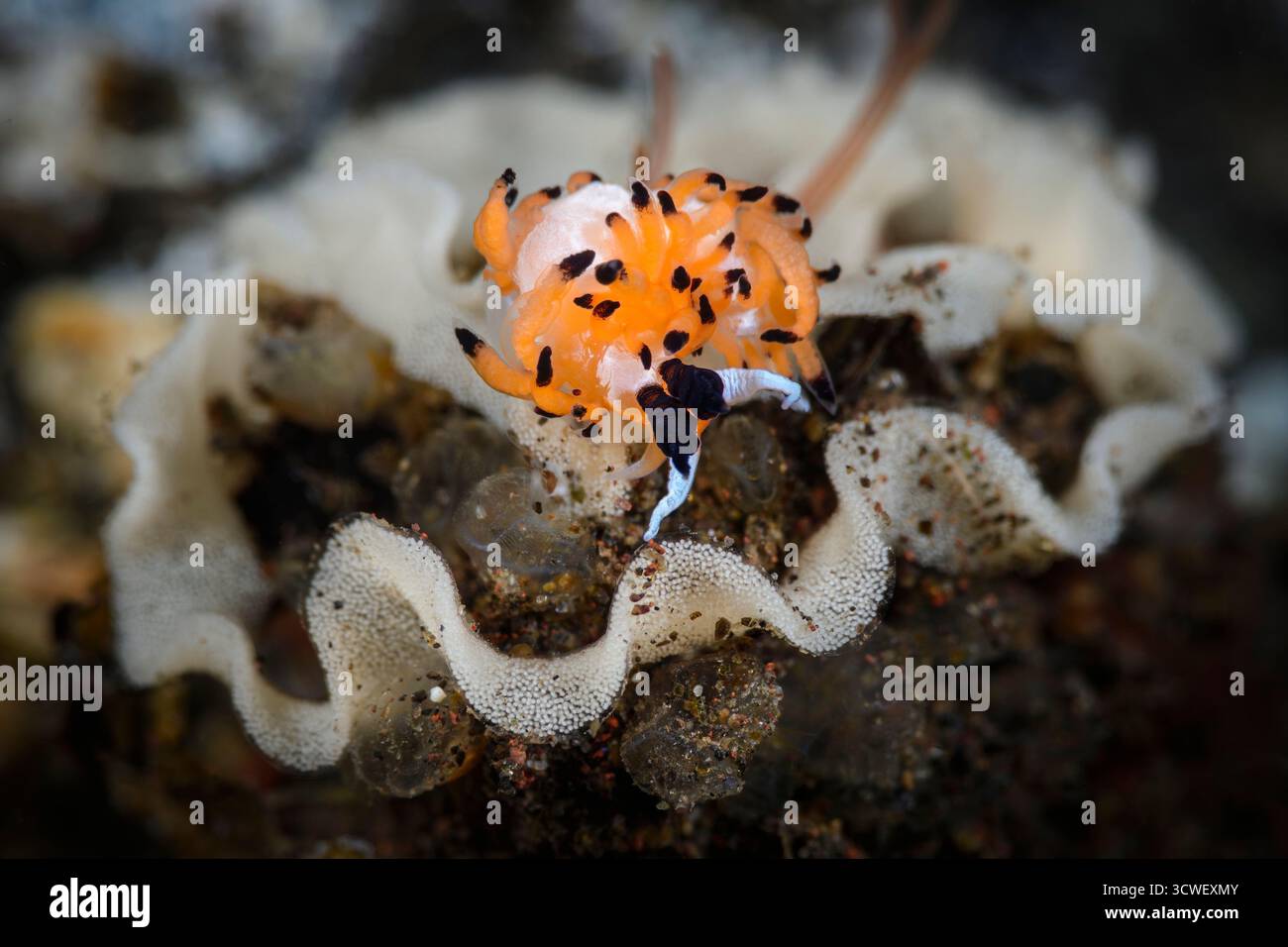 Slug predation hi-res stock photography and images - Alamy