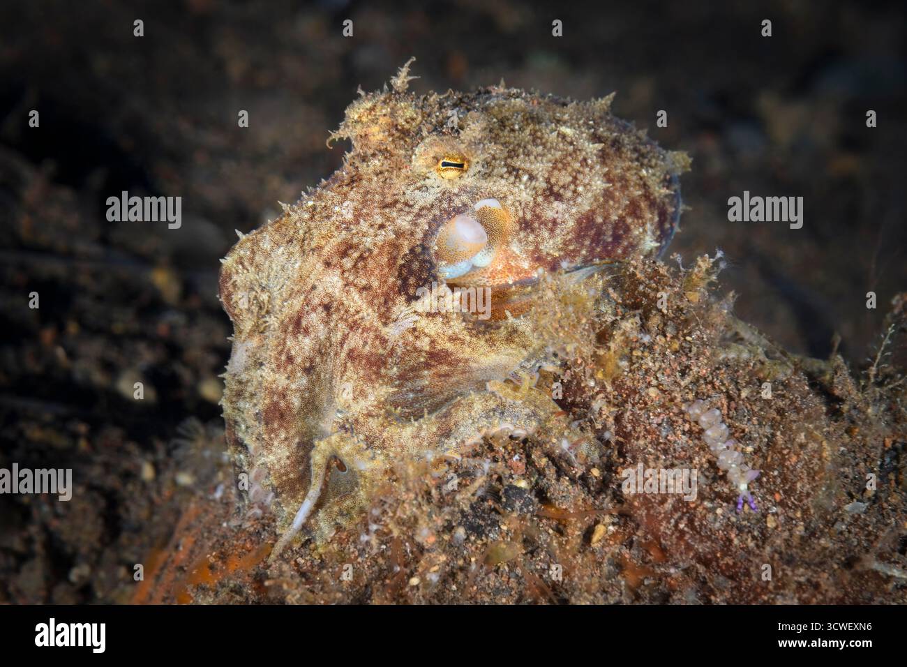 Octopus sinensis hi-res stock photography and images - Alamy