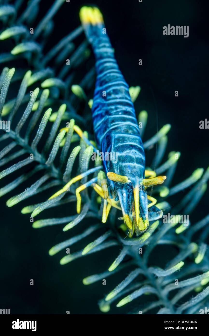 Ambon crinoid shrimp, Laomenes amboinensis, Tulamben, Bali, Indonesia ...