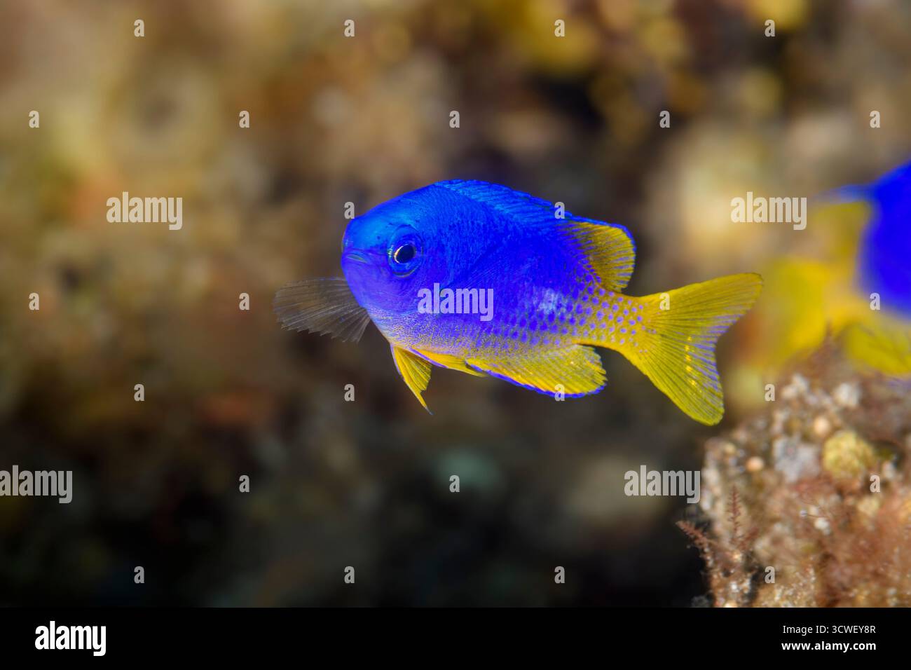 Goldbelly damselfish hi-res stock photography and images - Alamy