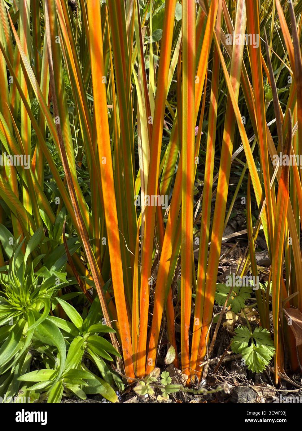 Col symbol hi-res stock photography and images - Alamy