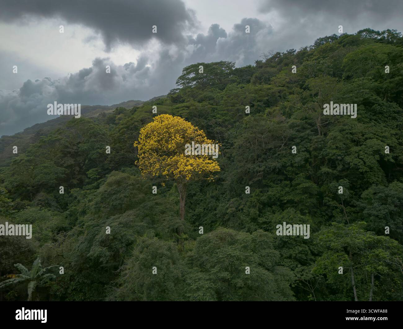 Aerial view of a huge Guayacan tree flowering in the middle of the Rain ...