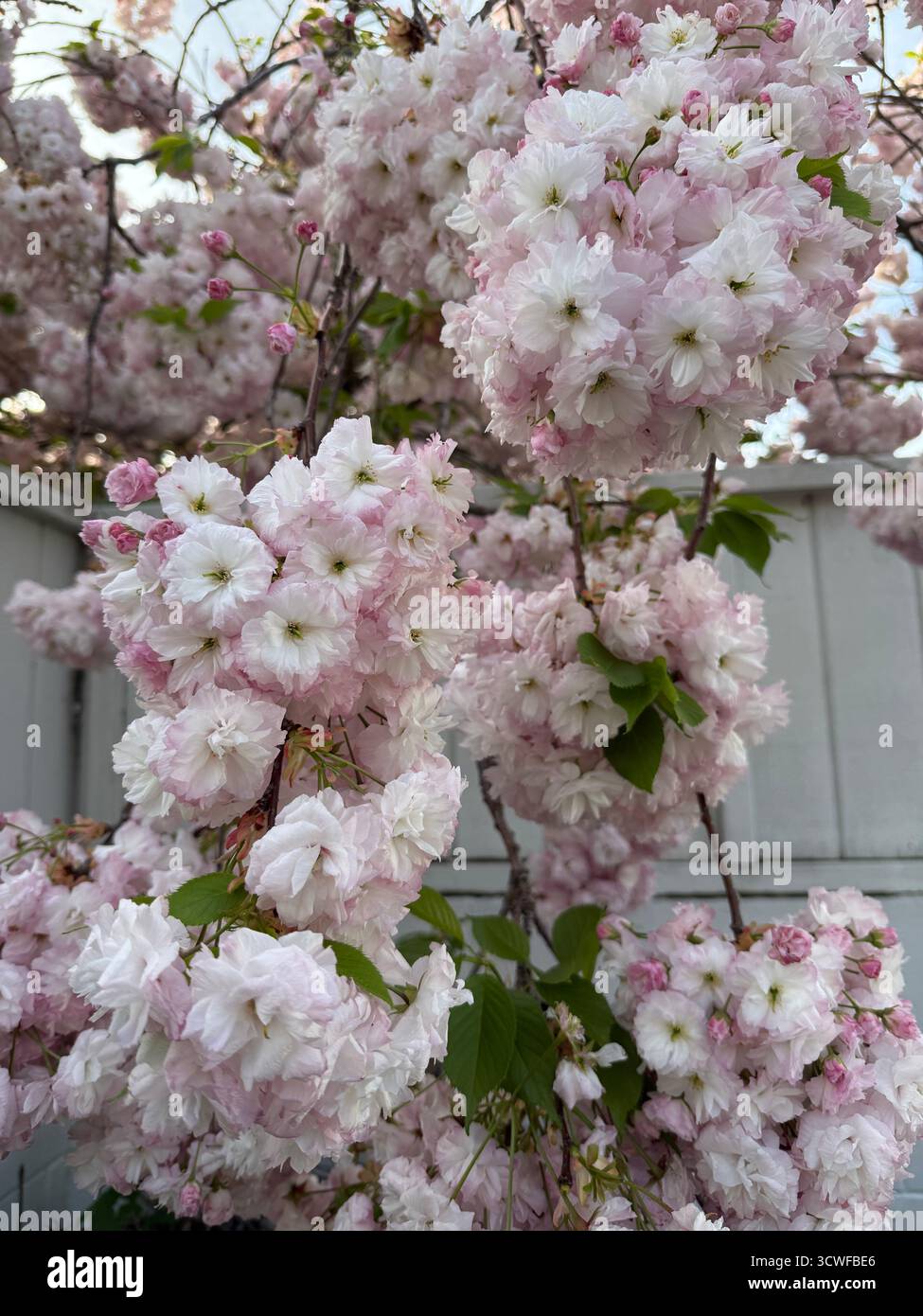 Beautiful cherry blossom tree in full bloom soft pink petals symbol of ...