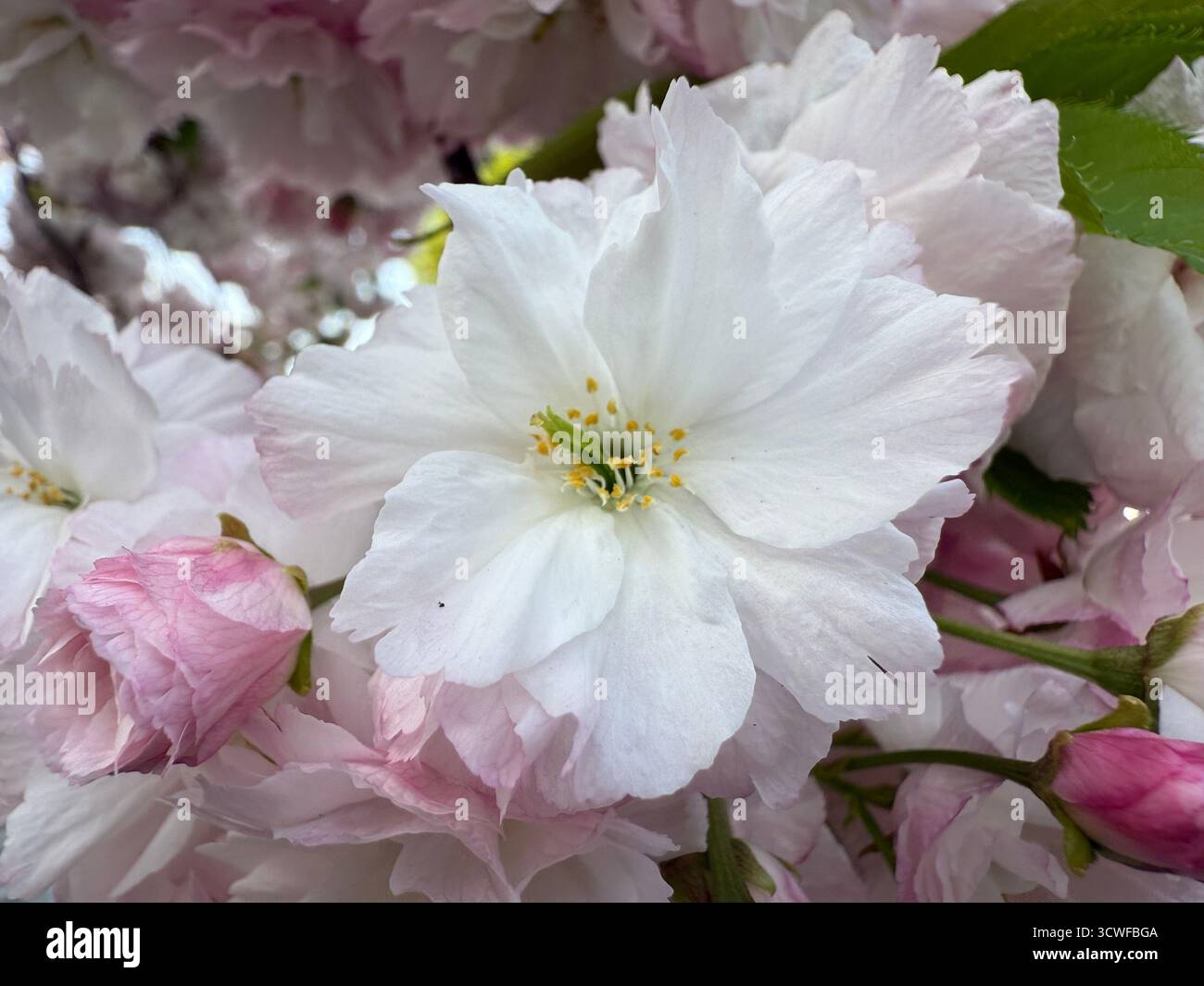 Beautiful cherry blossom tree in full bloom soft pink petals symbol of ...