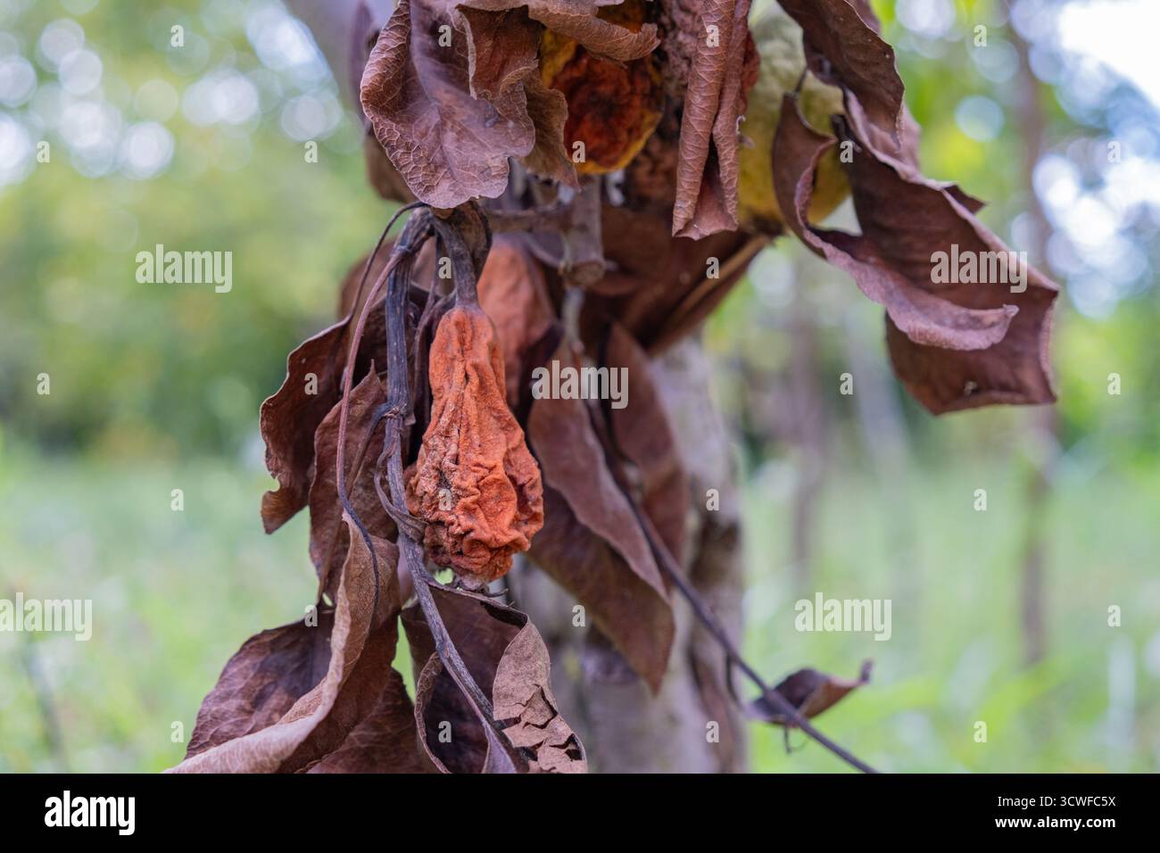 Dried, shriveled fruit hanging from branch among dry brown leaves ...