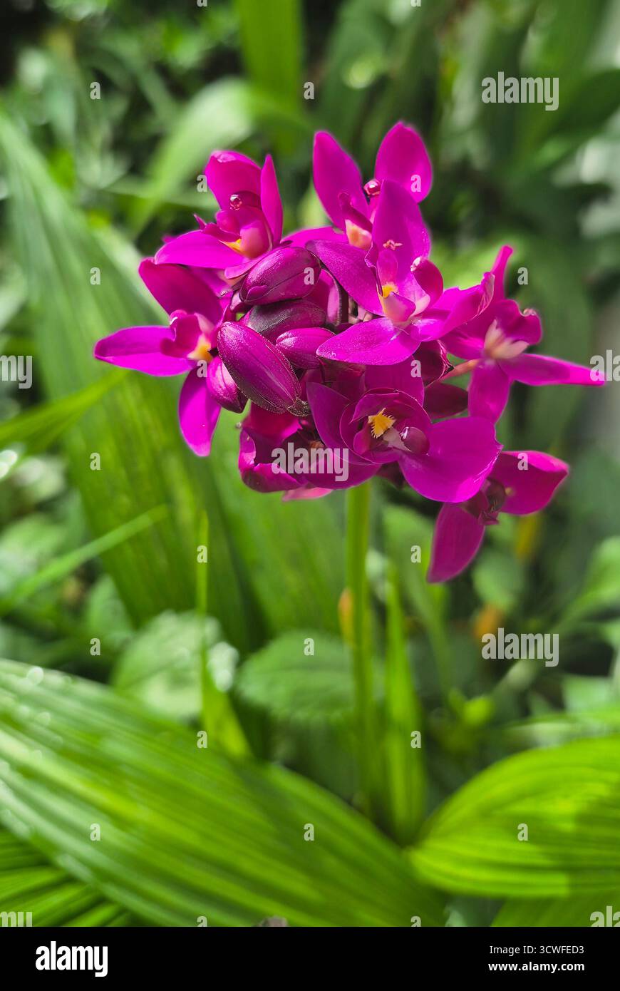 Multiple petals forming hi-res stock photography and images - Alamy