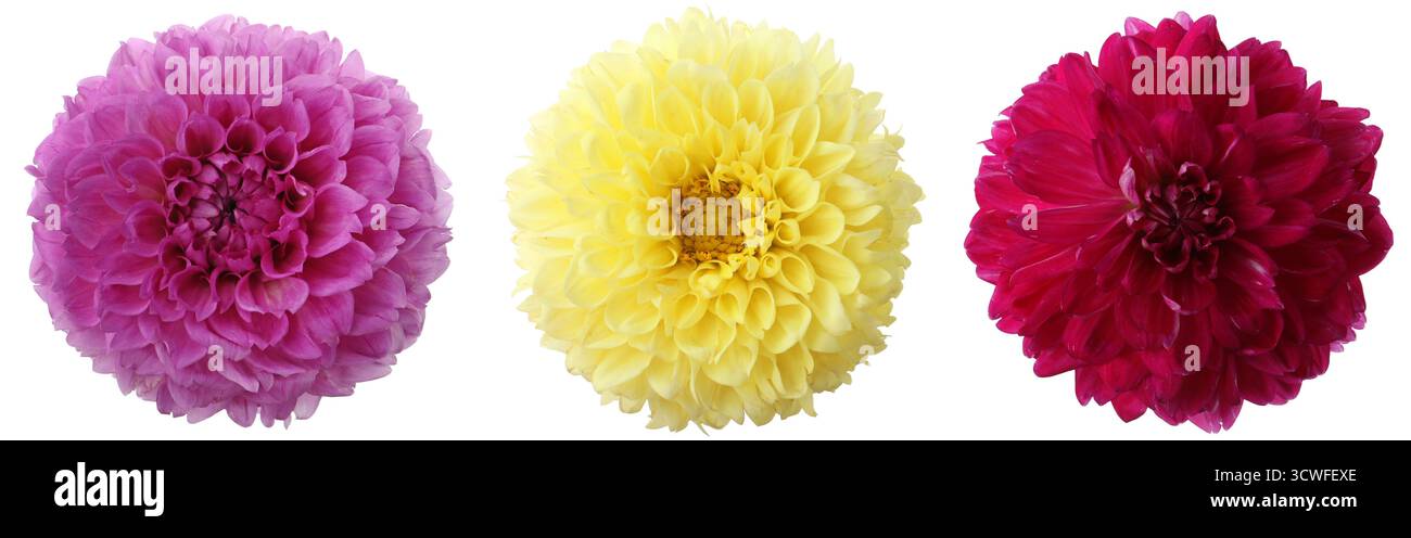 Bright dahlia flowers isolated on white, set Stock Photo - Alamy
