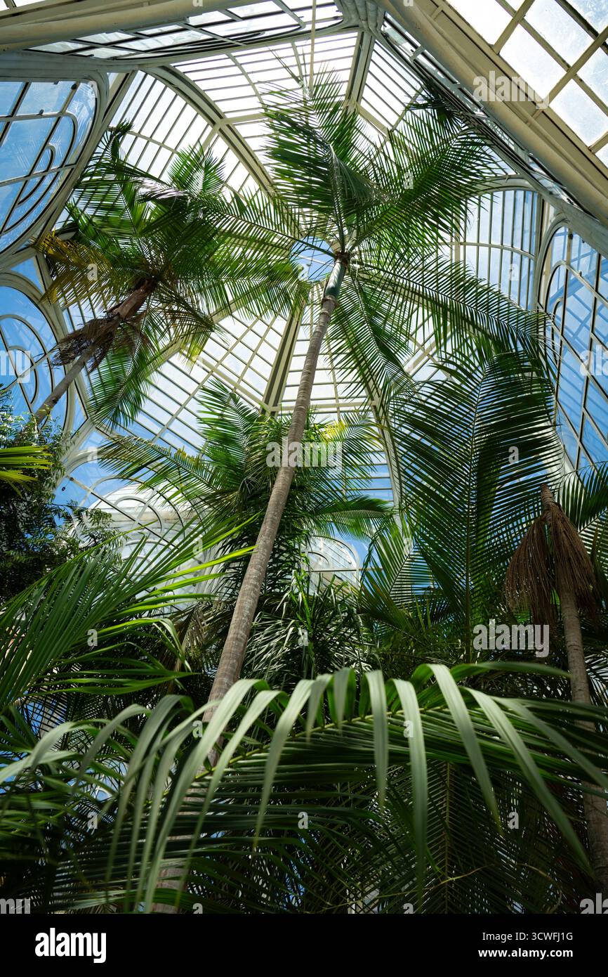 Palm Trees Inside the Greenhouse at Curitiba Botanical Garden - Paraná ...