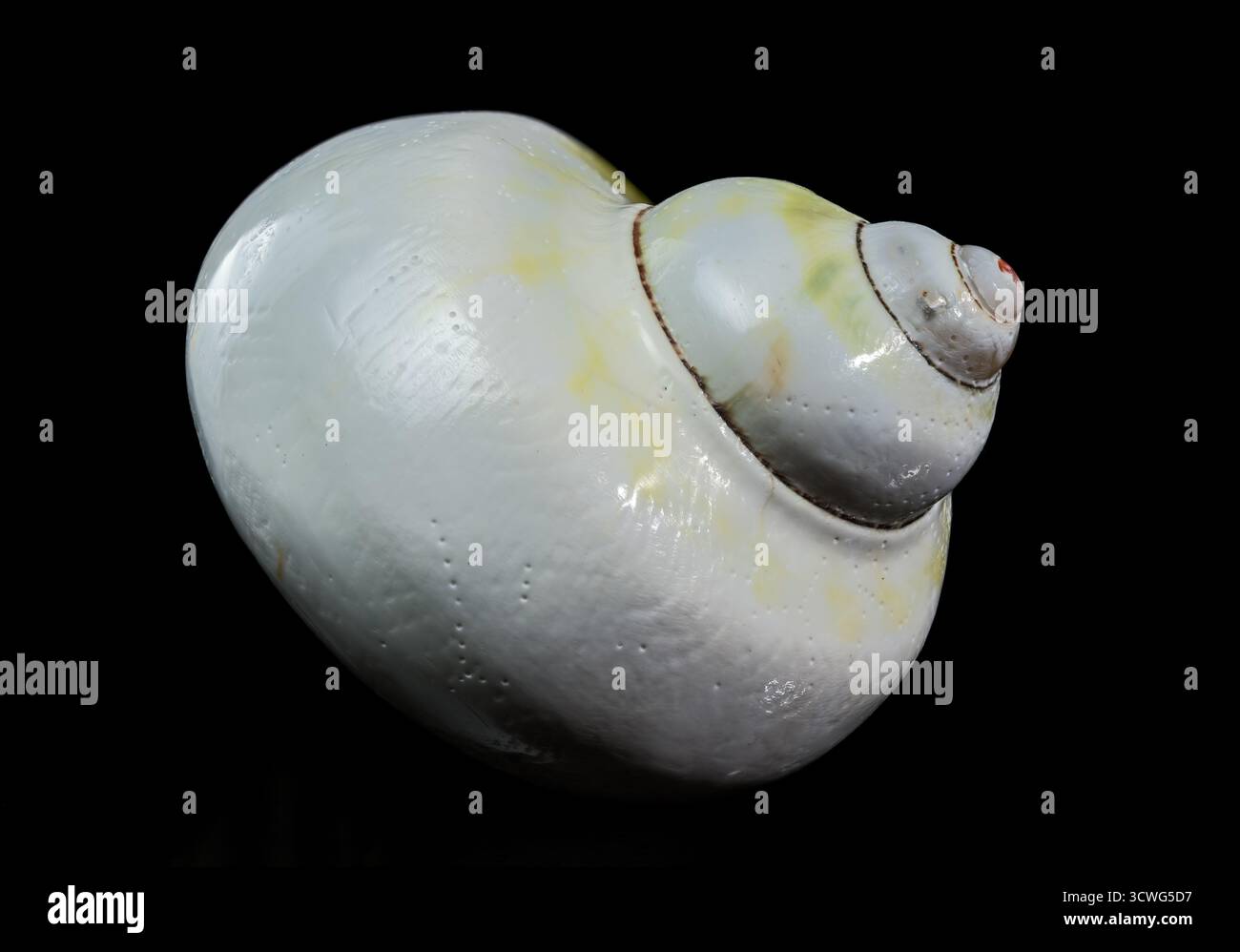 Detailed macro shot of a smooth, polished moon snail shell in white and ...