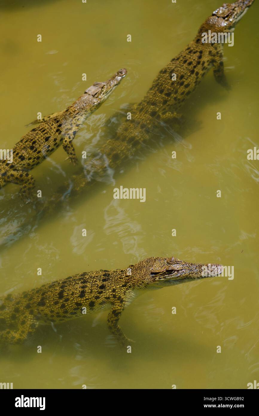 Four crocodiles glide through calm water in a tropical river setting ...