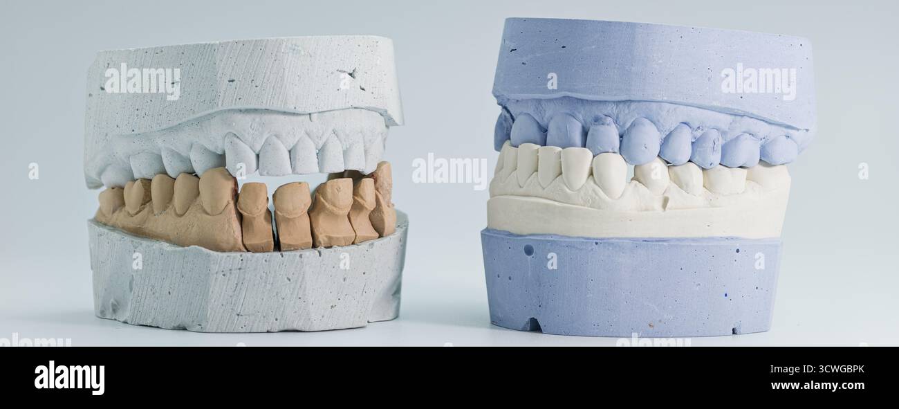 Anatomytool hi-res stock photography and images - Alamy