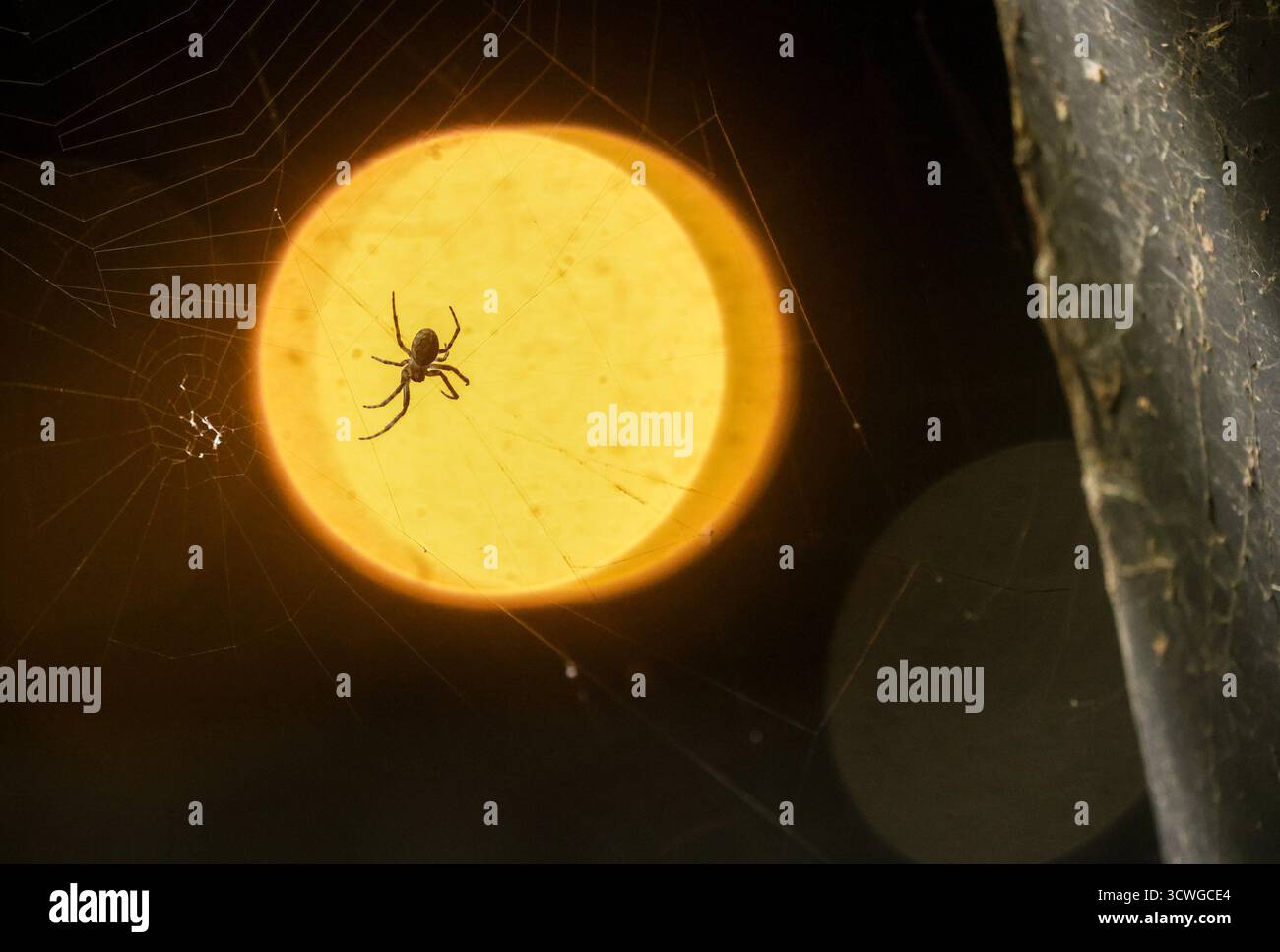 Riedlingen, Germany. 12th Oct, 2025. In the morning, a spider hangs in ...
