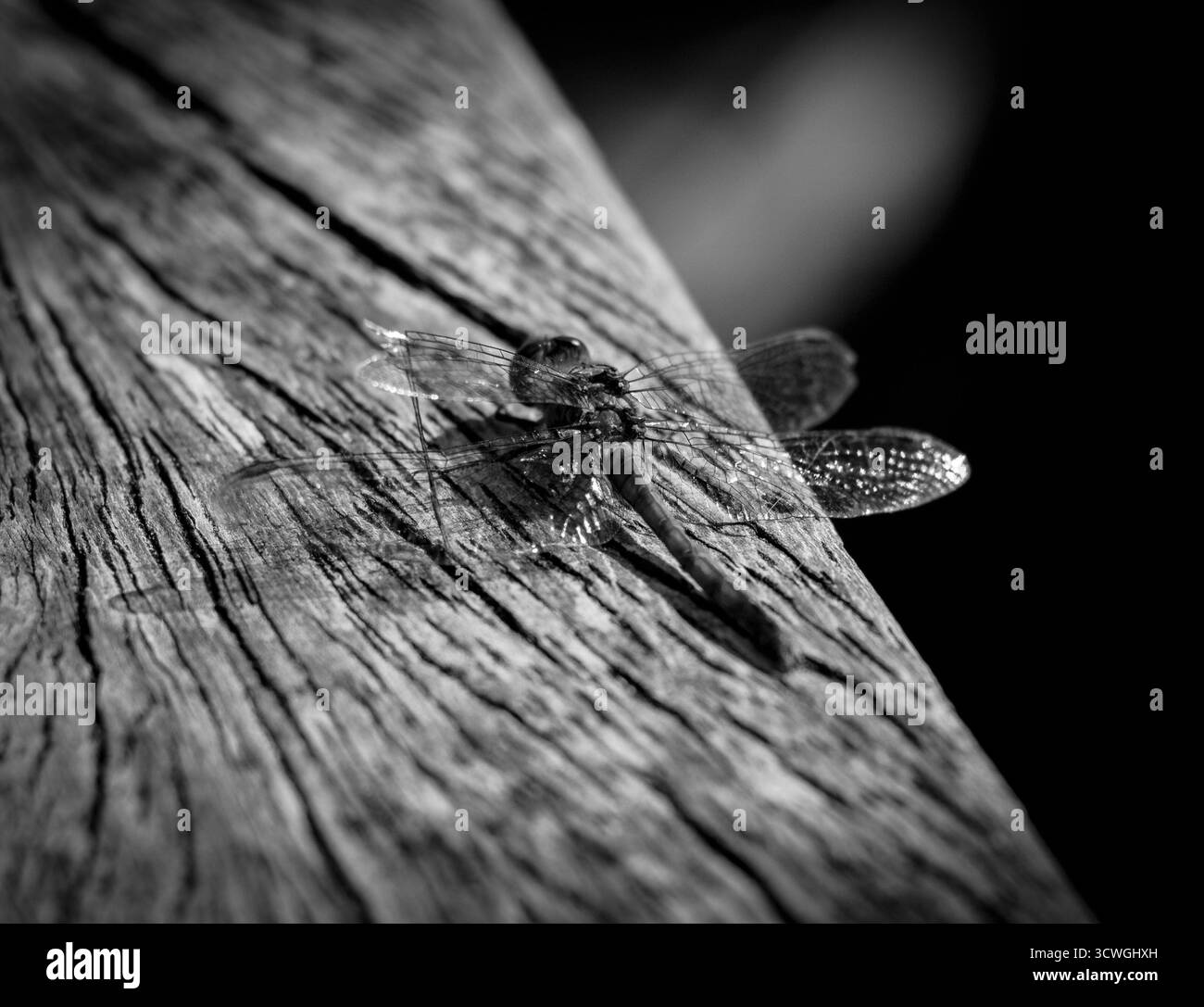 Fly eyes white Black and White Stock Photos & Images - Alamy