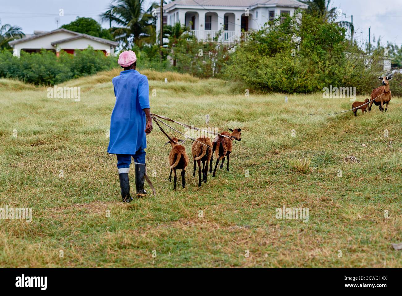 Caribbean goat farmer hi-res stock photography and images - Alamy