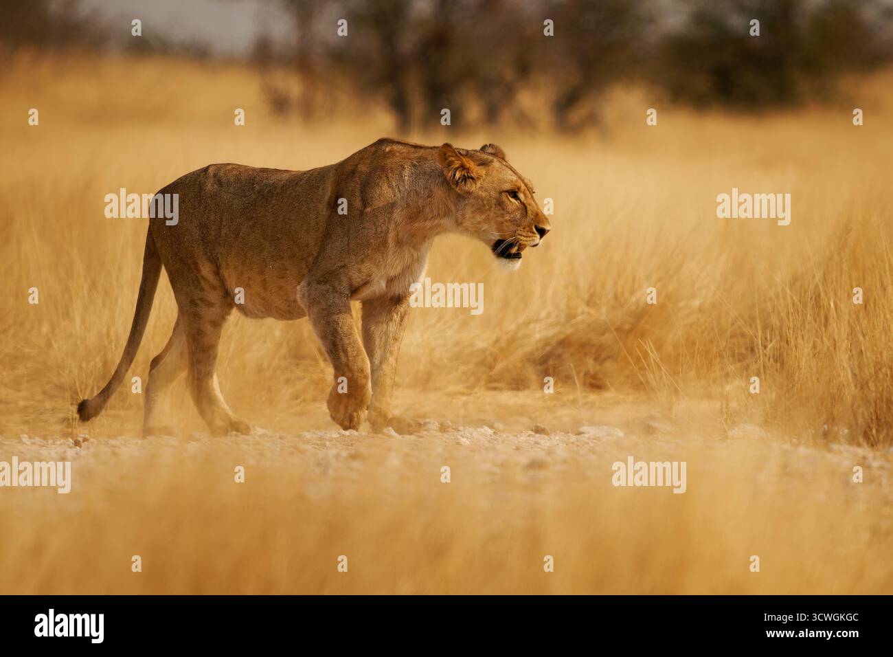 Lion - Panthera leo king of the animals, the biggest african cat walk ...