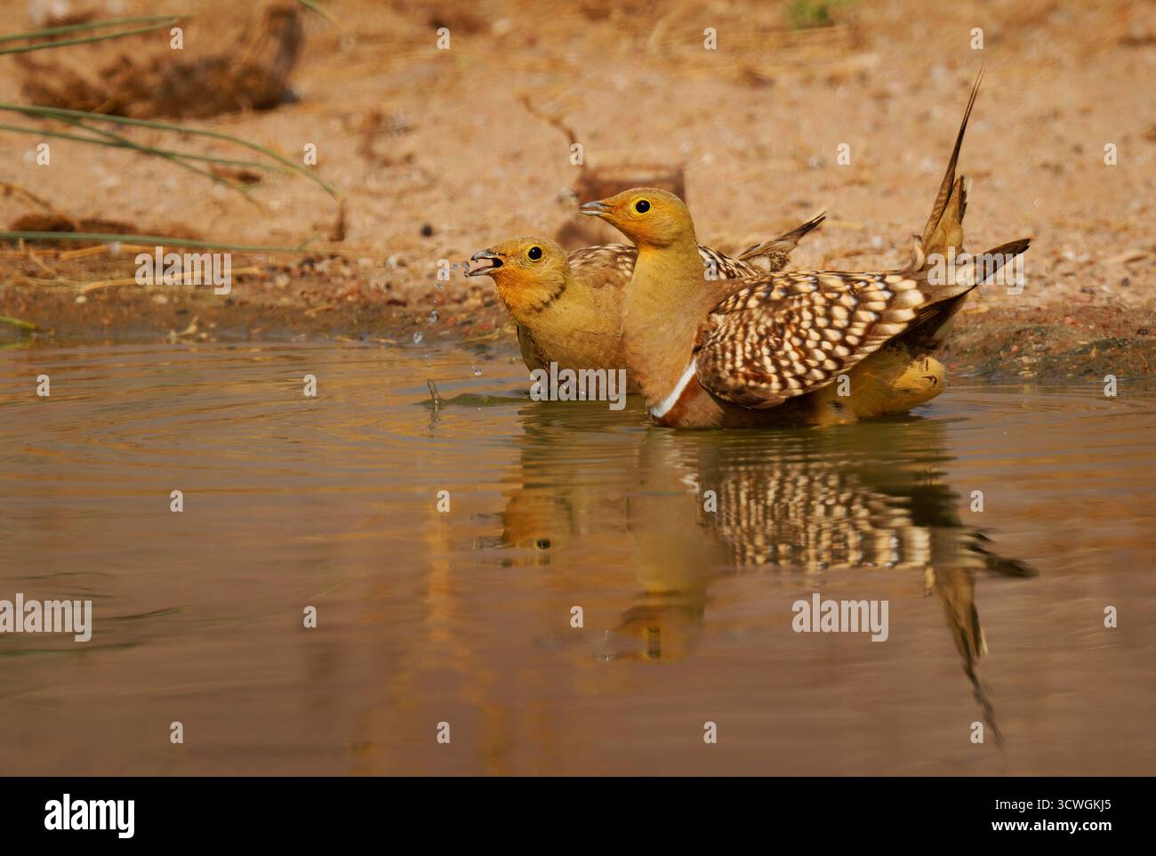 Kalahari desert hi-res stock photography and images - Alamy