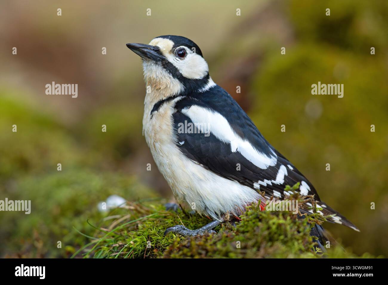 The great spotted woodpecker (Dendrocopos major) is a medium-sized ...