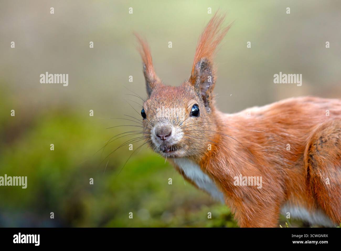 The red squirrel (Sciurus vulgaris), also called Eurasian red squirrel ...