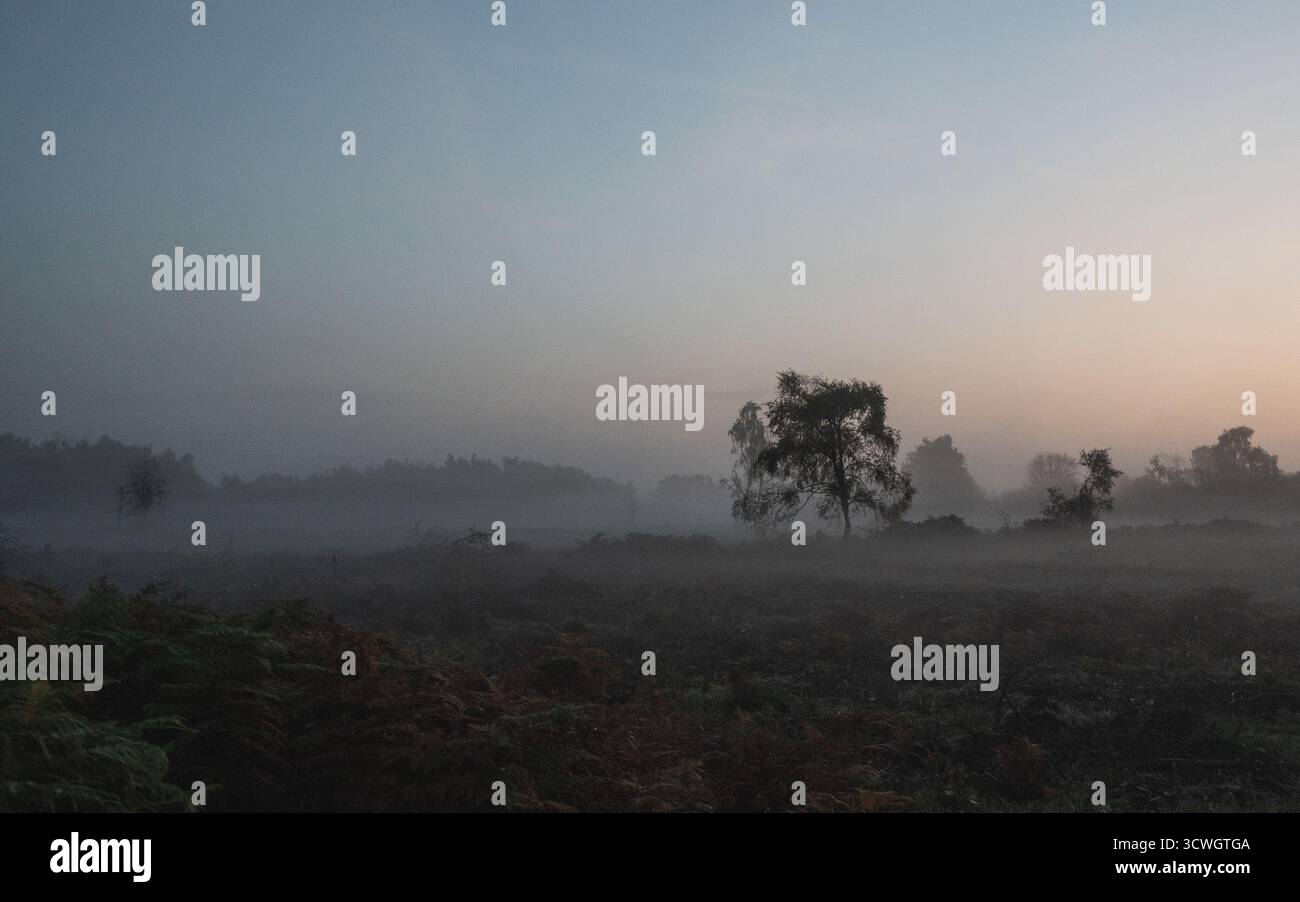 Cannock, Staffordshire, UK. 12th Oct 2025. Some of the trees and ...